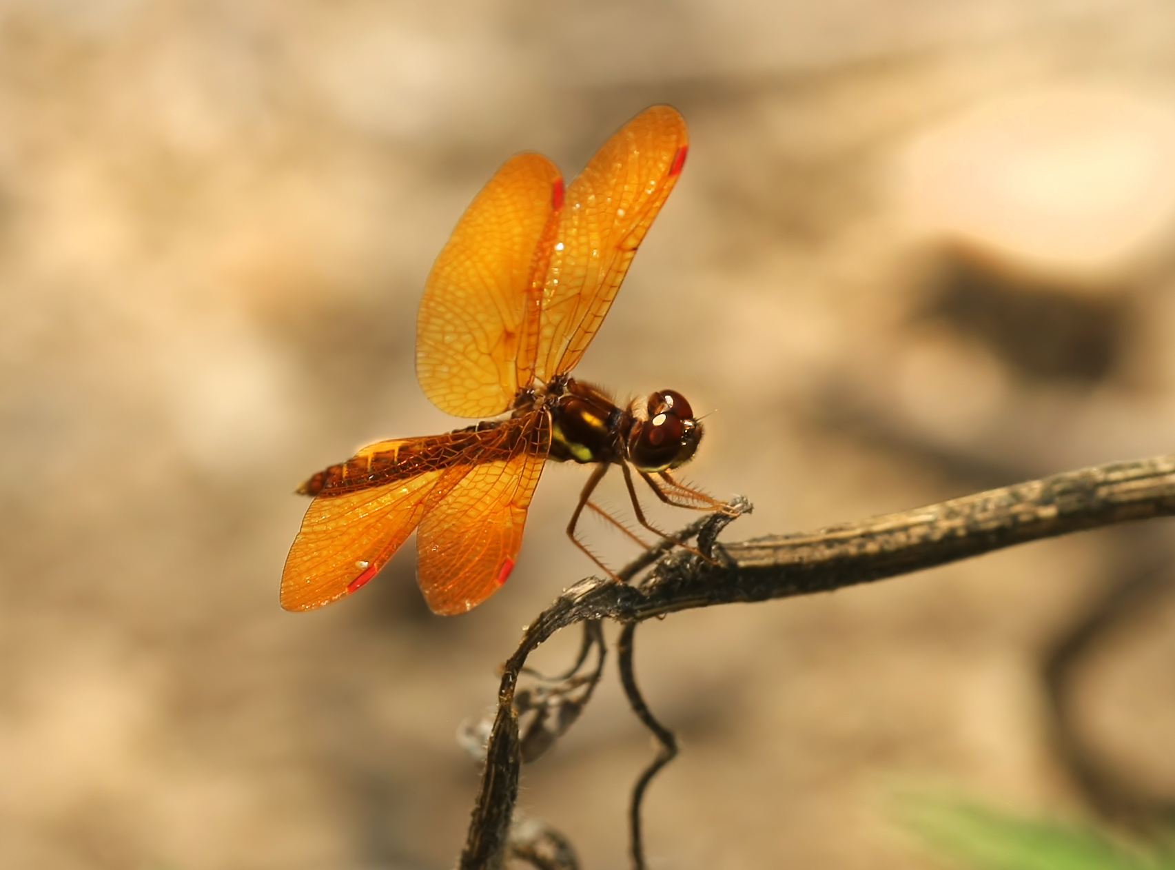 ARM Takes Wing: Qualcomm vs. Intel CPU comparison